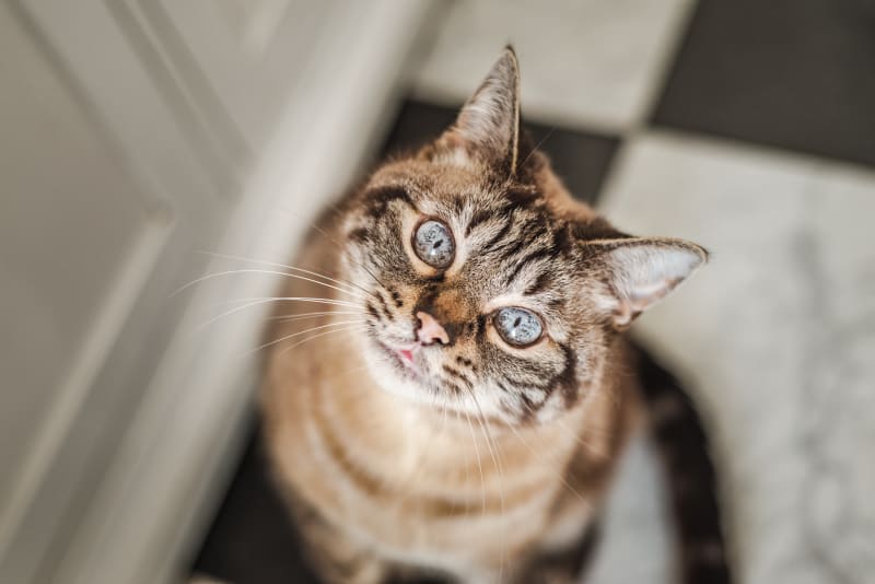 Aging in cats: How to Care for Senior Cats | White Settlement Vet