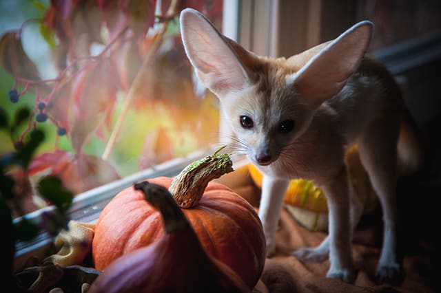 Does A Fennec Fox Make Good Pet Mooresville Vet Lake Norman Animal 