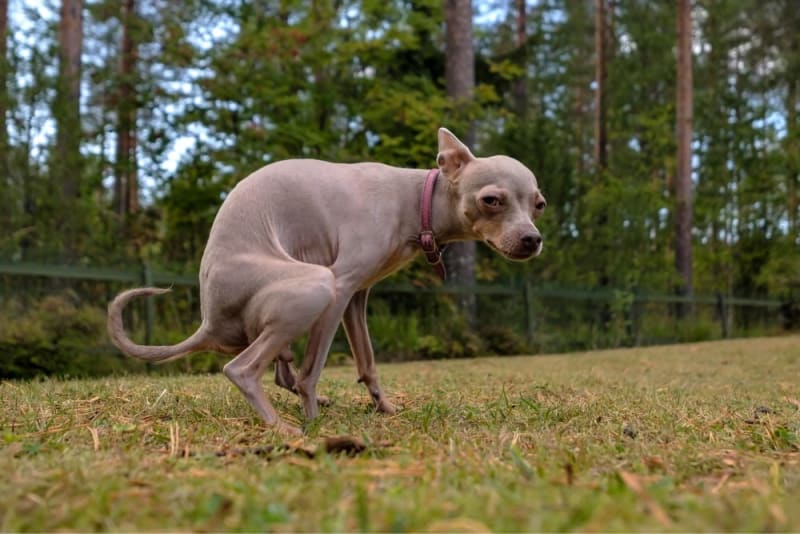 Constipation in Dogs: Is this an emergency? | Simi Valley Vets