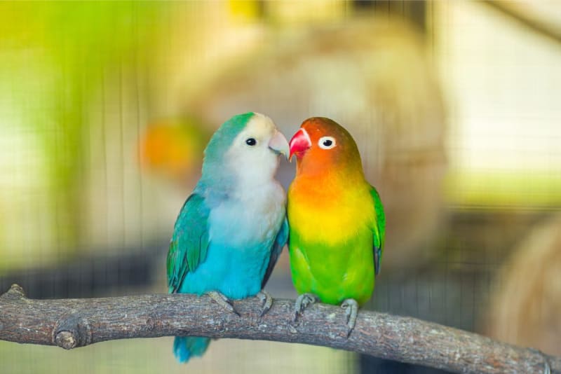 Bird Care 101 for Pet Birds | Mandeville Vets