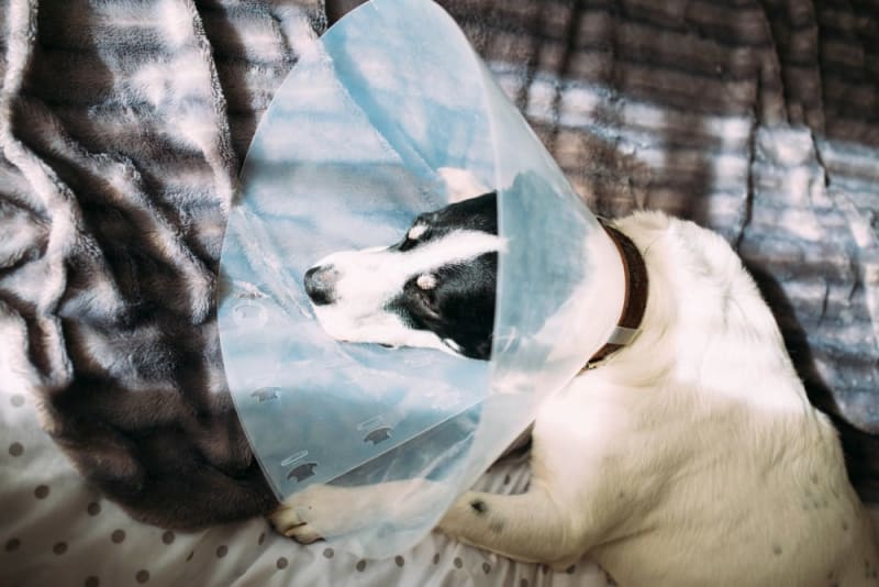 Caring for Your Pet After Surgery | Carlsbad Vets