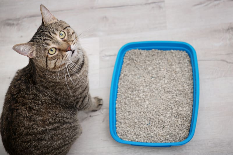 Cat PU Surgery for Urinary Blockages | Somerset County Vets