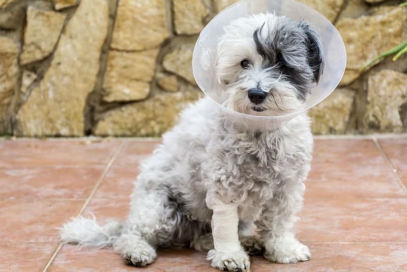 Spaying & Neutering Dogs 101 | American Pet Hospital
