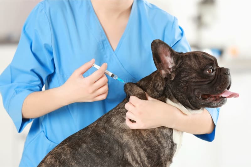 Vaccine Reactions in Dogs | Island Pet Hospital | Las Vegas Vets