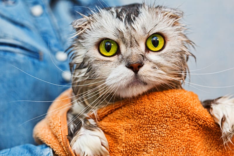 Steps For Bathing A Cat Advanced Care Animal Clinic Smokey Point Vets Steps For Bathing A Cat Advanced Care Animal Clinic Smokey Point Vets