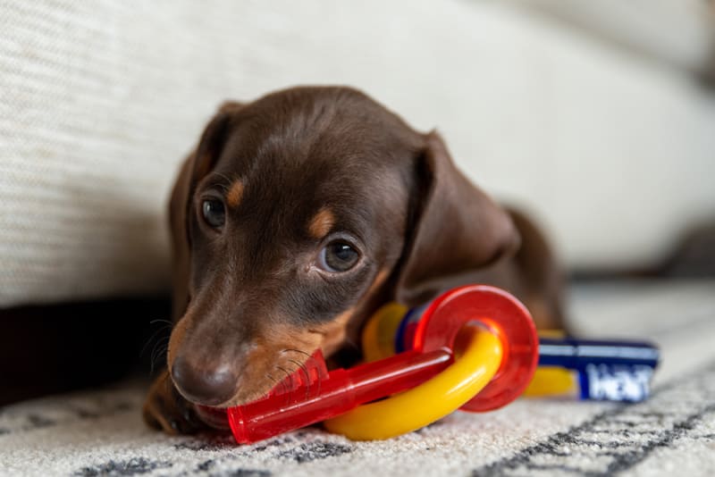 Pet Parent's Guide to Puppy Teething | Berkeley Vets
