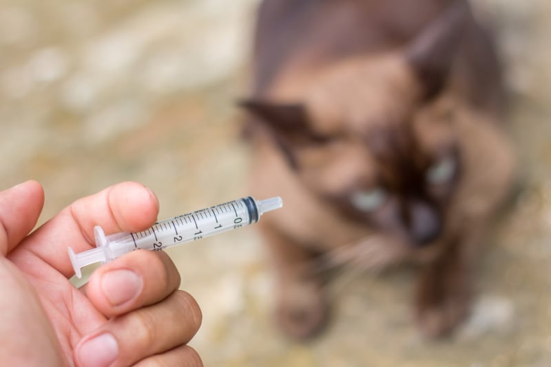 FVRCP Cat Vaccine Santa Barbara Vets