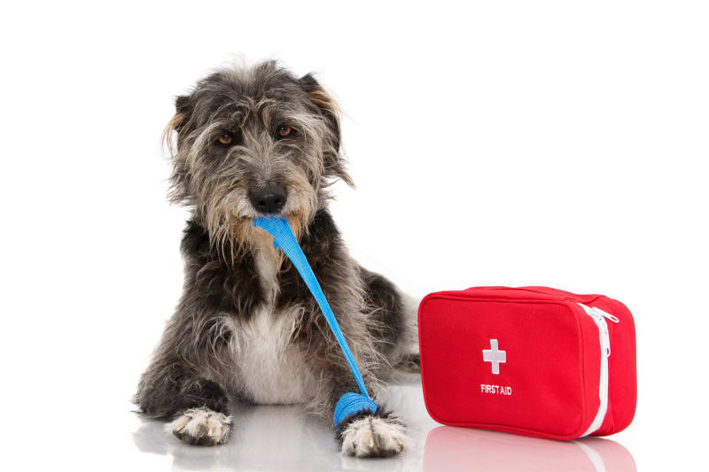 Pet First Aid Guide: How to Give Pets First Aid? | St. Louis Vets