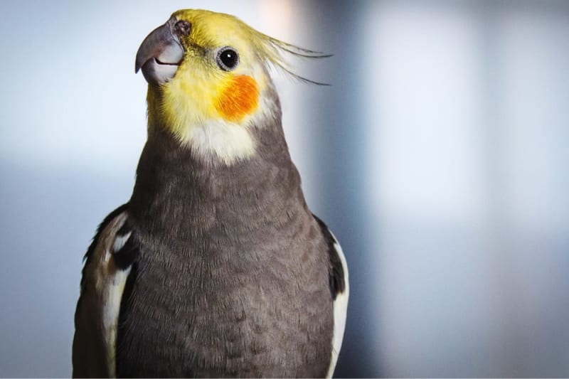 What Are the Best Pet Birds for Beginners? | Boulder County Vet