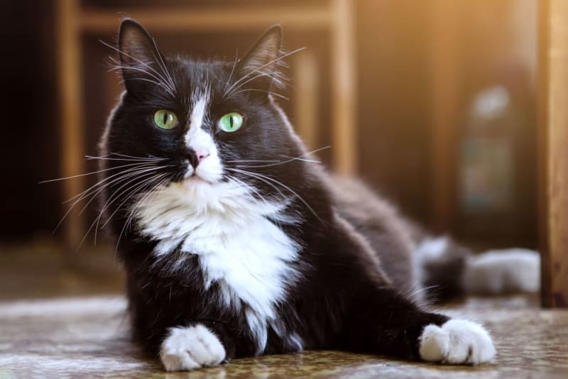 How To Increase Red Blood Cells In Cats | Seattle Vets