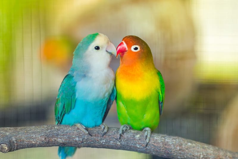 Best Pet Birds For Beginners Palmyra Animal Clinic Best Pet Birds For Beginners Palmyra Animal Clinic