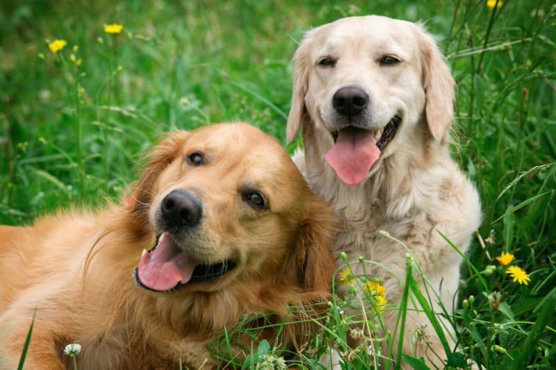Is it Better to Have One or Two Dogs Sharpsburg Vets