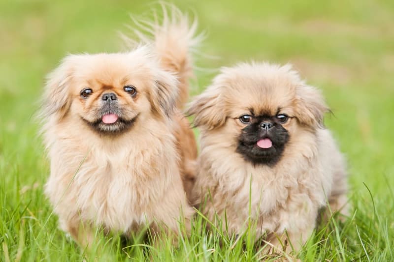15 Cute Dog Breeds That Stay Small Forever | Farmington Hills