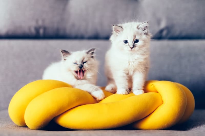Signs That Your Kitten Is Teething | Benton Vets