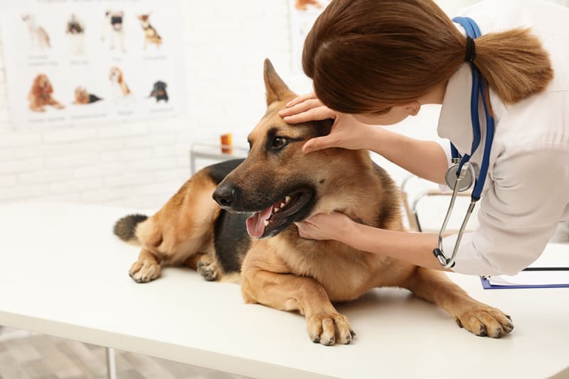 Dog Eye Injury? What To Do | Somerset County Vet Ophthalmologist