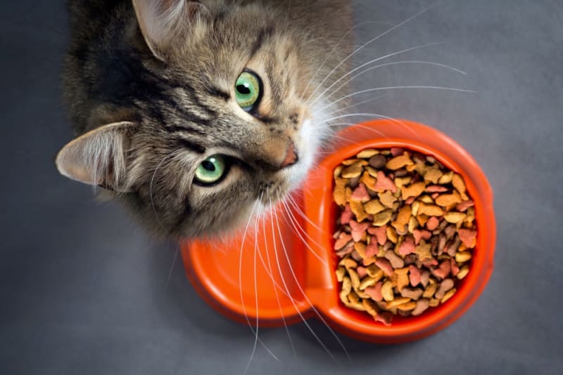 Guidelines For Feeding Your Cat | Belle Forest Animal Hospital ...