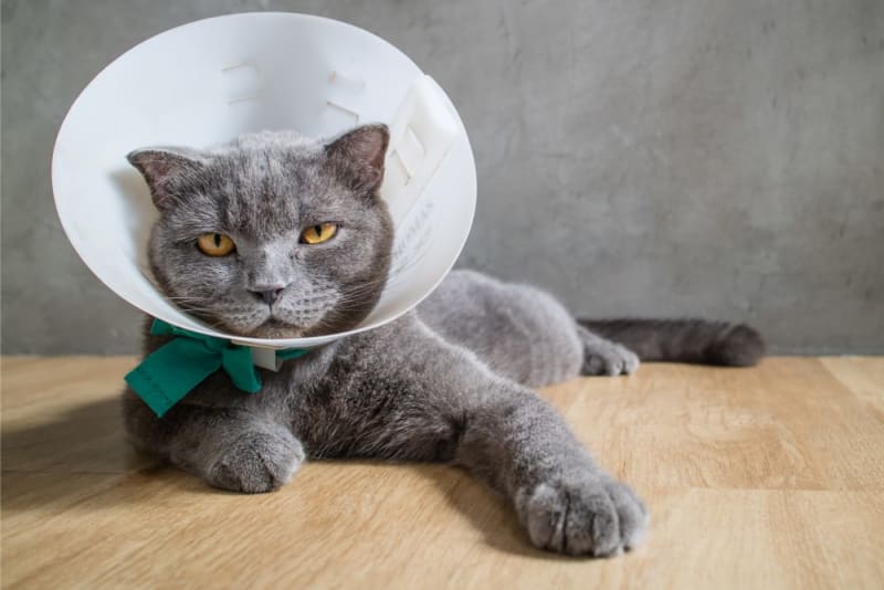 Caring For Your Cat Recovering From Surgery | Carlsbad Vets
