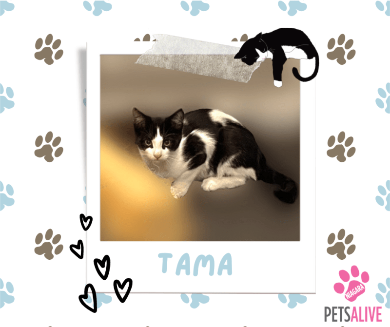 Tama Available for Adoption | Pets Alive Niagara
