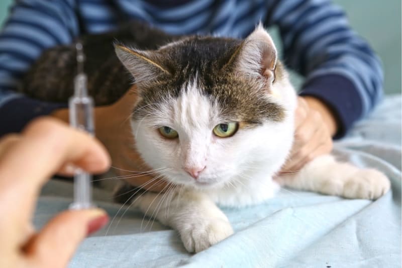 FVRCP Vaccine For Cats Pleasant Hill Vet