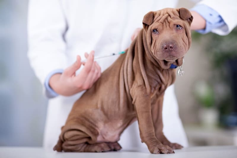 Vaccine Side Effects and What You Should Know | Rock Hill Vets