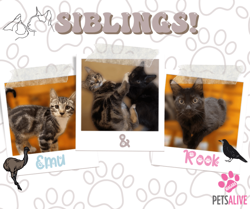 Emu and Rook Available for Adoption | Pets Alive Niagara