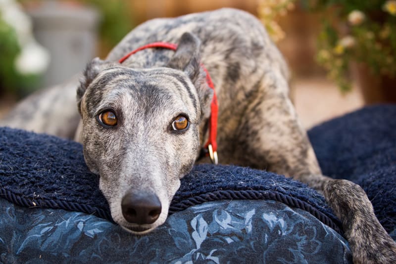 Types Of Anemia in Dogs & Signs to Watch For | Berkeley Vets