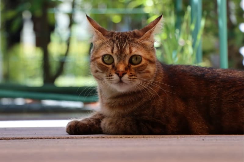 what-is-the-fvrcp-vaccine-in-cats-statesboro-vet