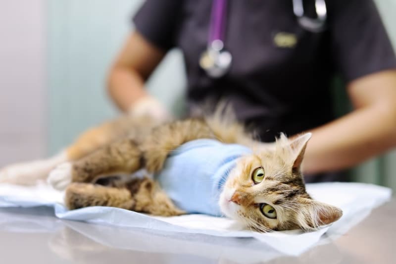 PU Surgery For Cats Las Vegas Vets