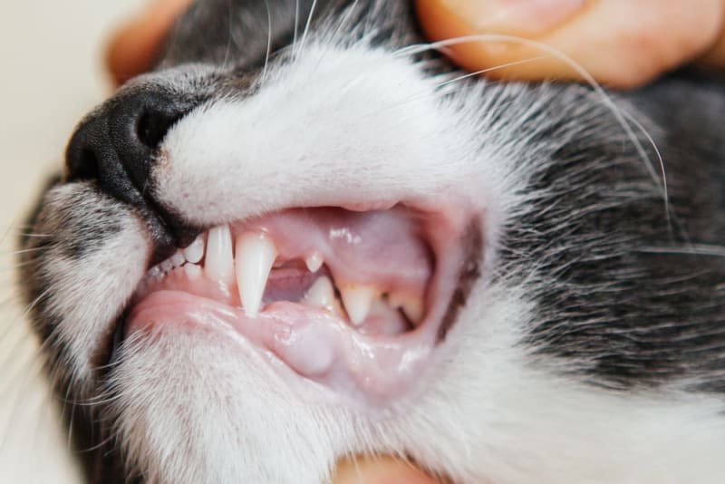 Healthy Cat Gums Healthy Cat Gums