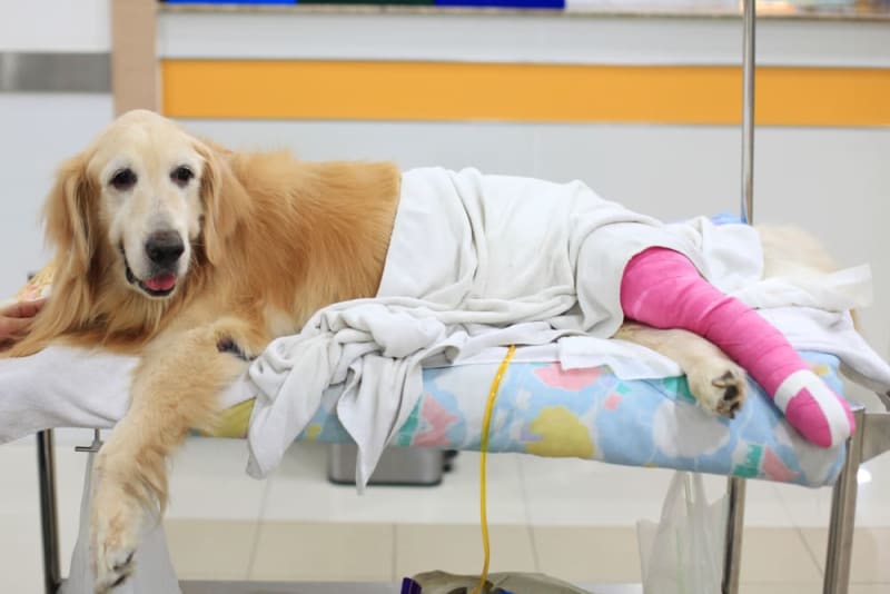 Cruciate Cruciate Ligament (CCL) Surgery in Dogs | Memphis Vets