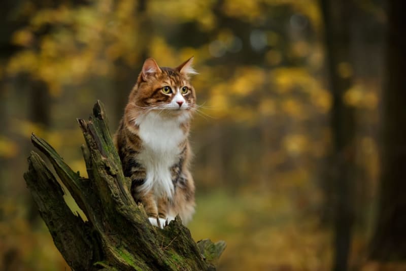 Basal Cell Tumors In Cats Thornton Vets Basal Cell Tumors In Cats Thornton Vets
