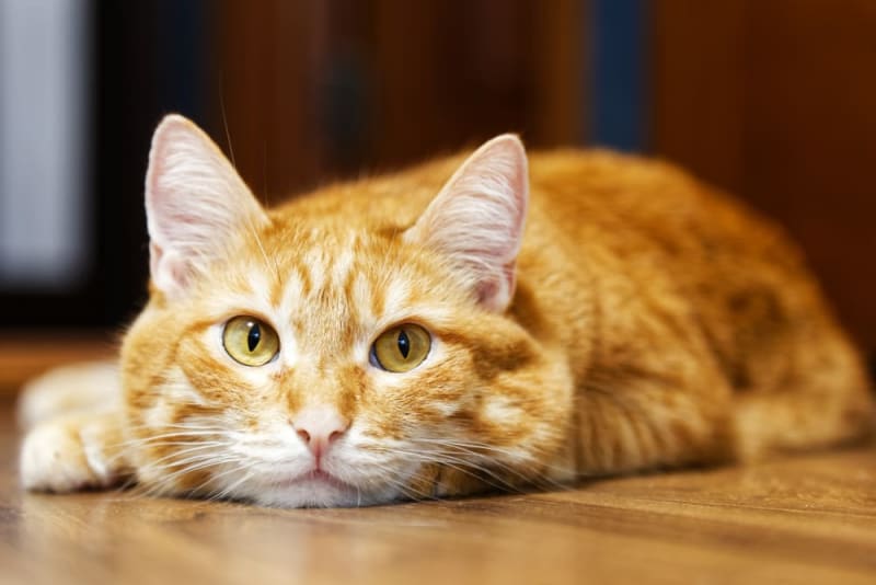 How Long Can You Leave a Cat Alone? | Stockton Vet