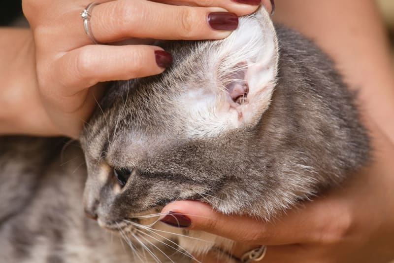 Ear Mites in Cats: Causes, Treatment & Prevention | Knightdale Vets