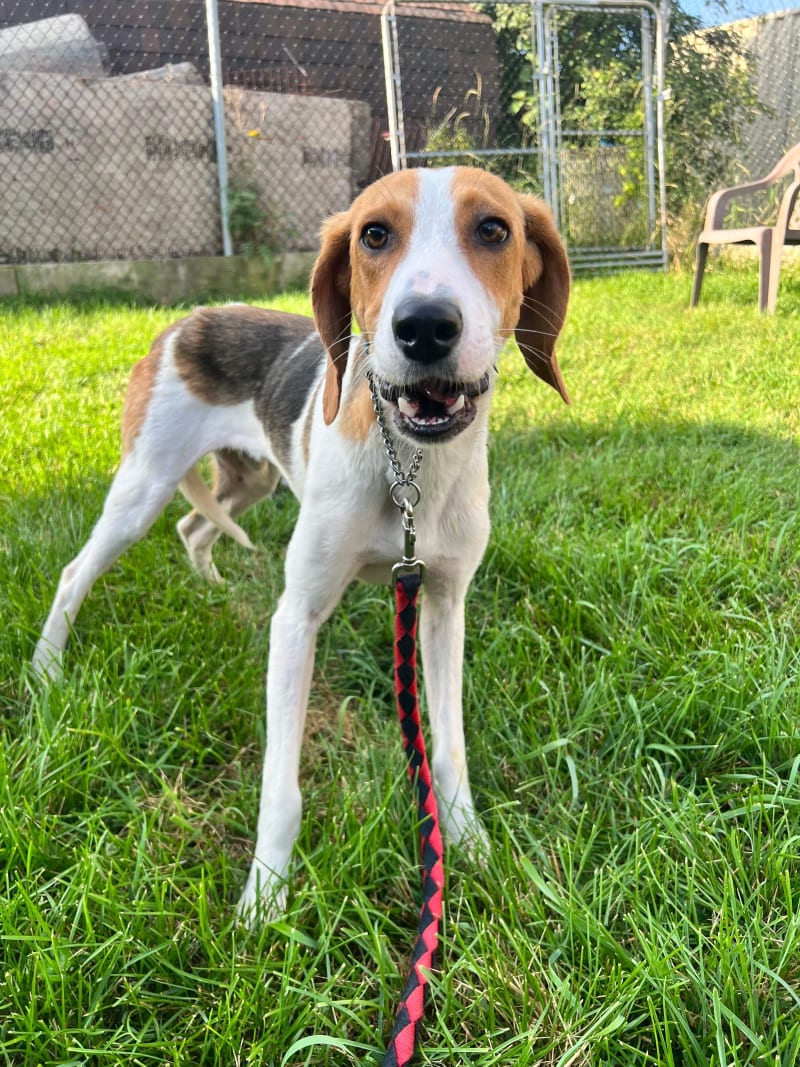 Toby | Available Closed | Pets Alive Niagara