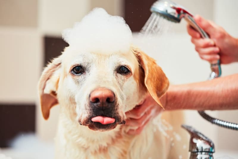 How to Groom an Aggressive Dog | Stockton Vet