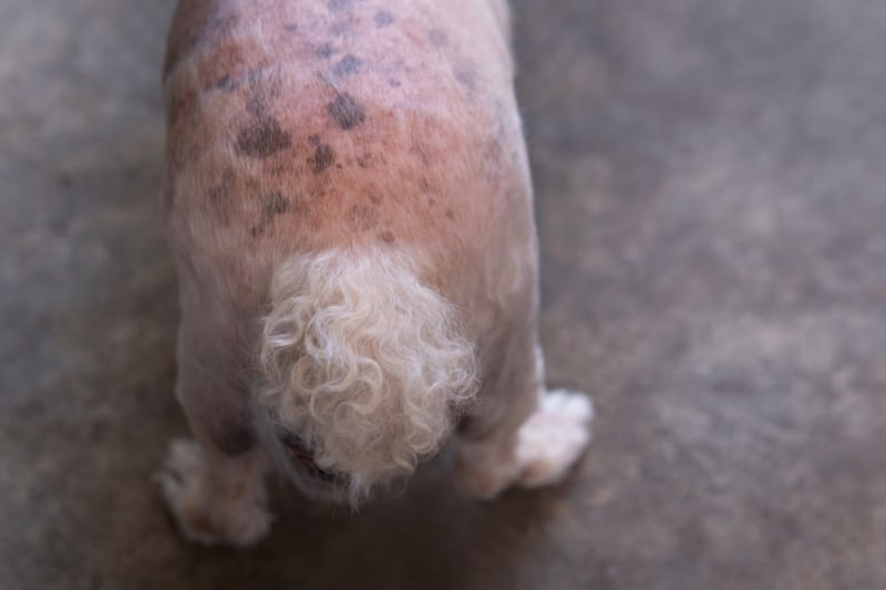 Hyperpigmentation In Dogs Los Angeles Vets