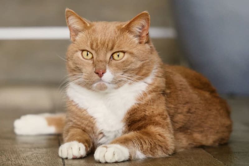 Is Your Cat Overweight? Signs, Symptoms & What to Do