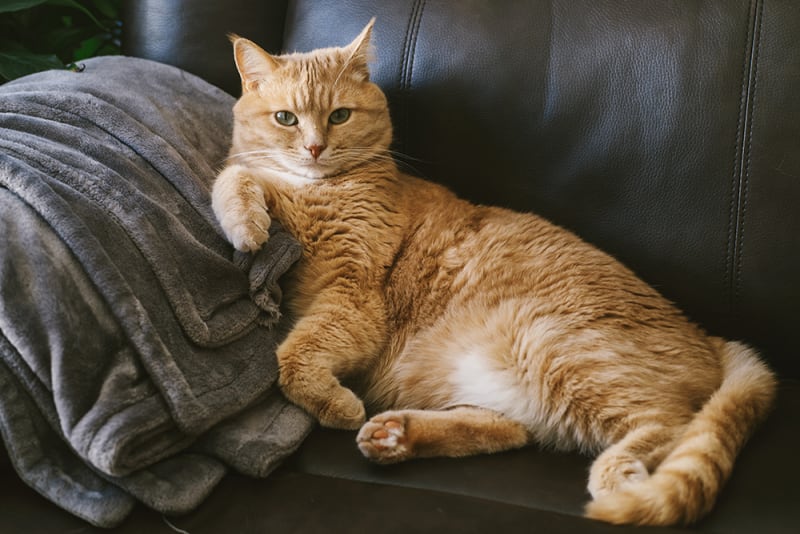 Cat Hernia Surgery Cost Recovery Santa Cruz Veterinary Surgeon
