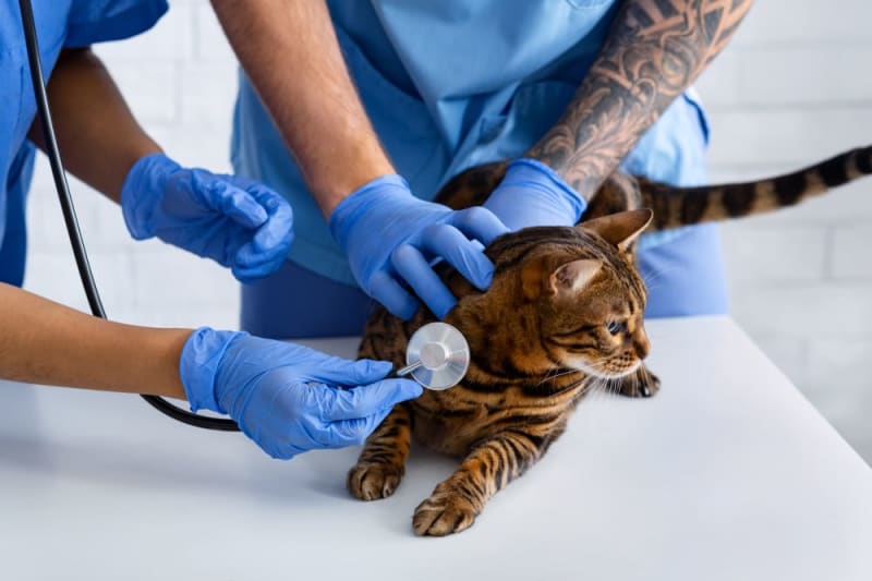 What Is The FVRCP Cat Vaccine Liberty Lake Vet