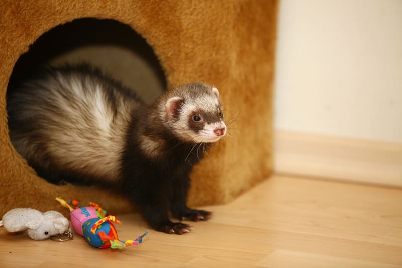Care Tips for Pocket Pets | Seattle Vet