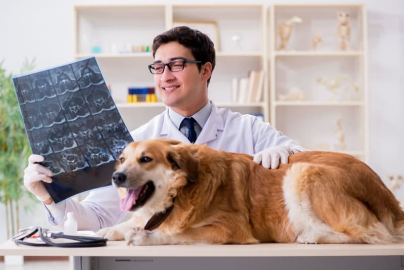 MRI for Dogs | Bonita Springs Vets