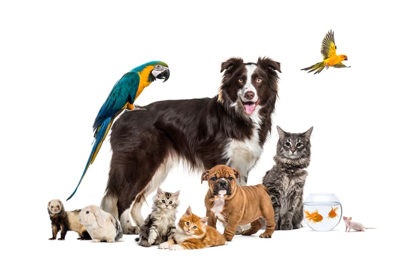 What is your pet's life expectancy? | Vancouver Vets