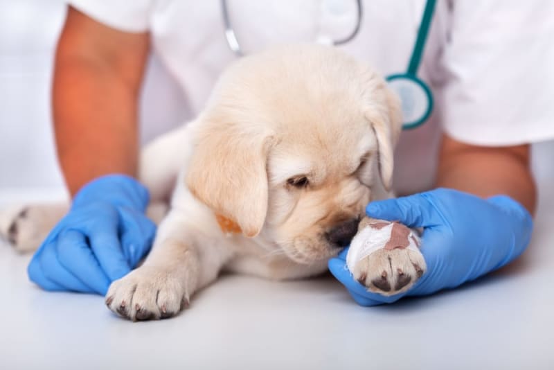 Dog Wound Care Healing Stages Dog Wound Care Healing Stages