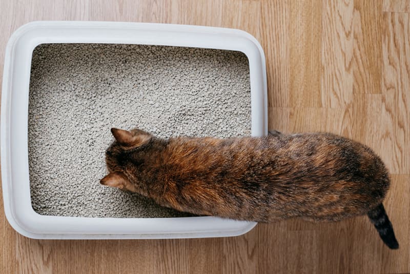Constipation in Cats - What You Need to Know | Oak Grove Vet