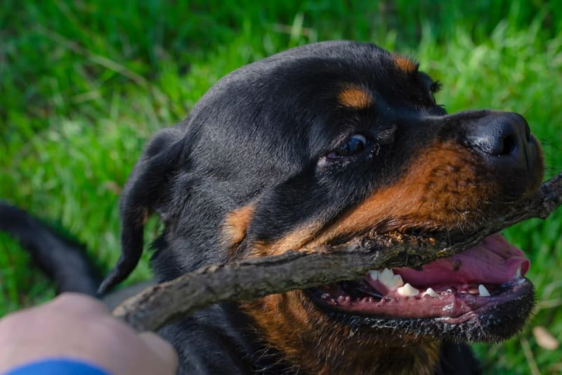 Broken Jaws in Dogs | O’Fallon Vets