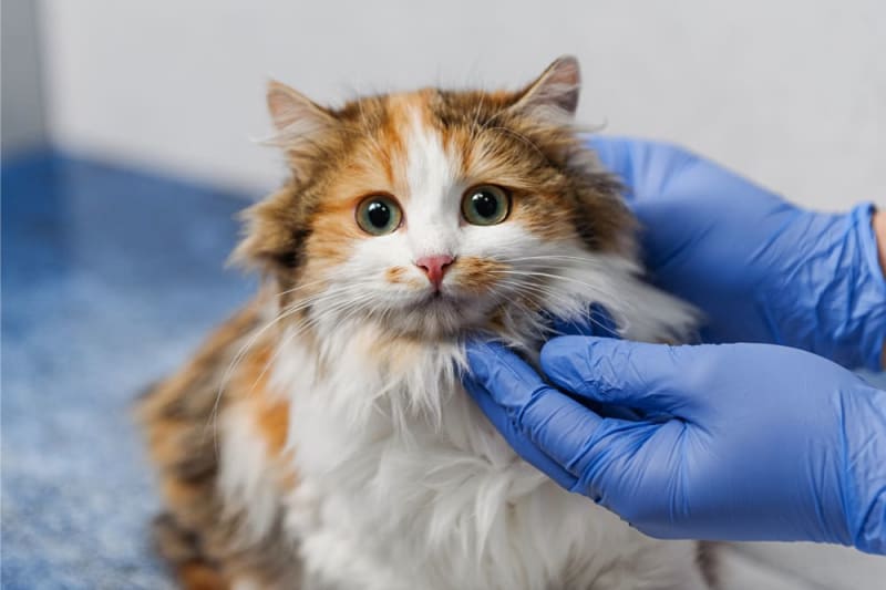 Veterinary MRI Scans For Cats | Ventura Vets