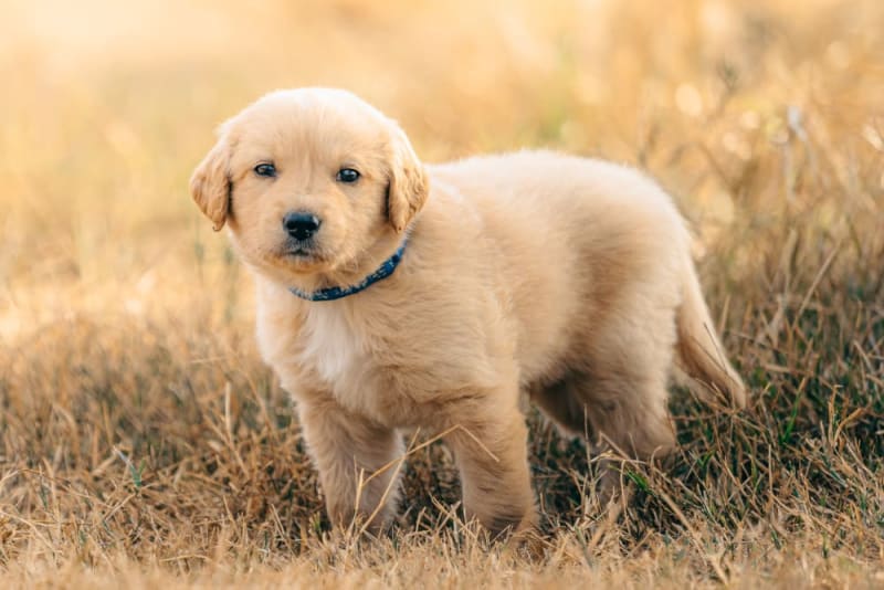 How to Raise a Puppy: Guide for the First Year | Wisconsin Dells Vets