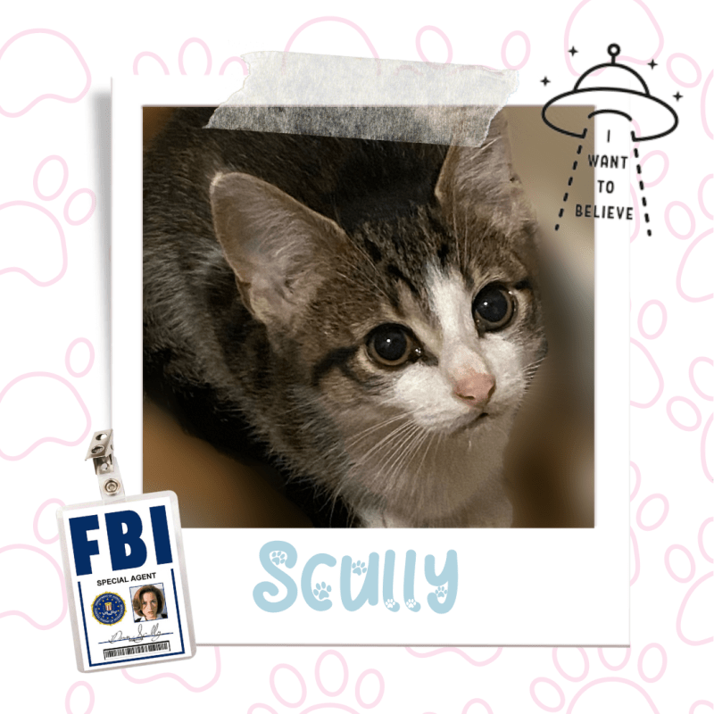Scully | Available for Adoption | Pets Alive Niagara