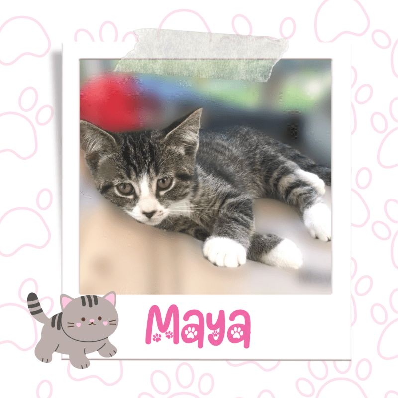 Maya | Applications Closed | Pets Alive Niagara