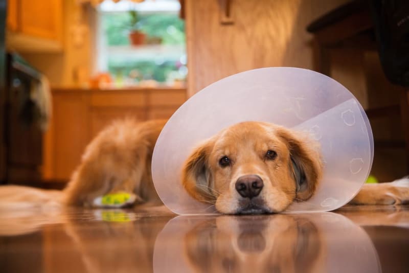 TPLO Surgery in Dogs | Middlesex Vets
